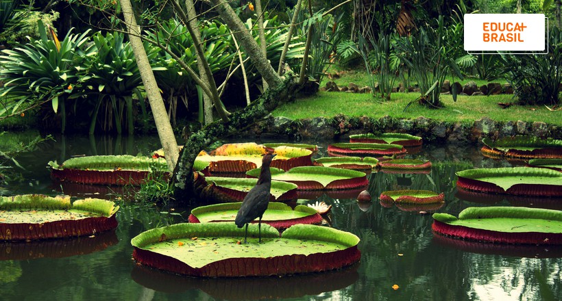 Dia da Amazônia: o resultado em 15 anos | Educa Mais Brasil