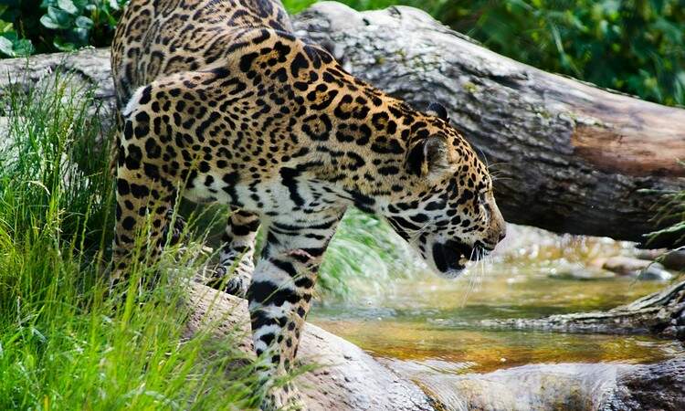 Animais da Amazônia - Biologia Enem | Educa Mais Brasil