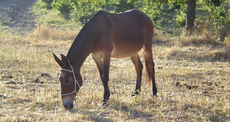 Animais Híbridos - Biologia Enem | Educa Mais Brasil