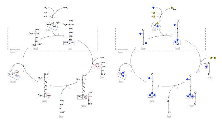 Ciclo da ureia - Biologia Enem | Educa Mais Brasil