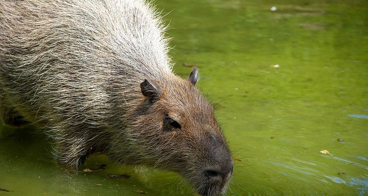 Nicho ecológico - Biologia Enem | Educa Mais Brasil