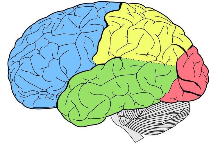 C rebro Biologia Enem Educa Mais Brasil