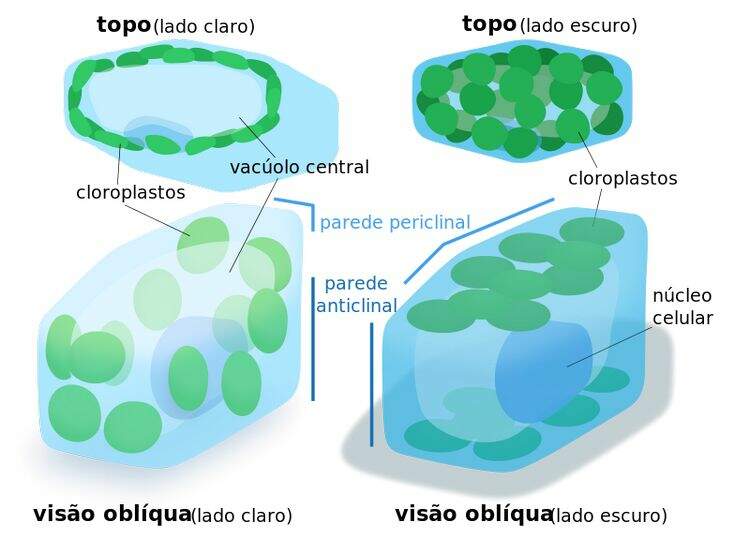 Diagrama De Plastidios Em Celulas Vegetais
