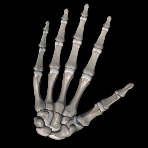 Ossos da mão - Biologia Enem | Educa Mais Brasil