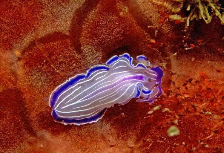 Platelmintos - Biologia Enem | Educa Mais Brasil