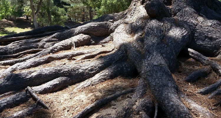 Tipos de raízes - Biologia Enem | Educa Mais Brasil