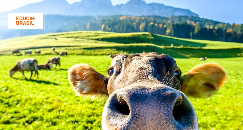 Doença da vaca louca: o que é, causas e transmissão | Educa Mais Brasil